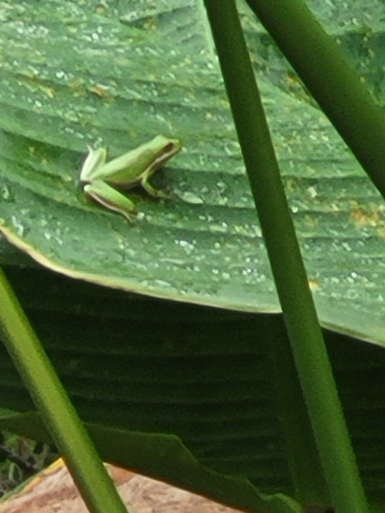 Green Treefrog from Gainesville, FL, USA on September 27, 2023 at 03:01 ...