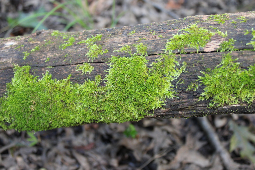 seductive entodon moss from Parsippany-Troy Hills, NJ, USA on August 25 ...