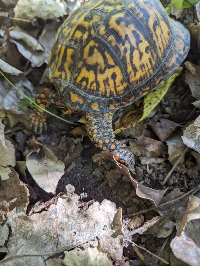 Common Box Turtle in October 2023 by jayseasea · iNaturalist