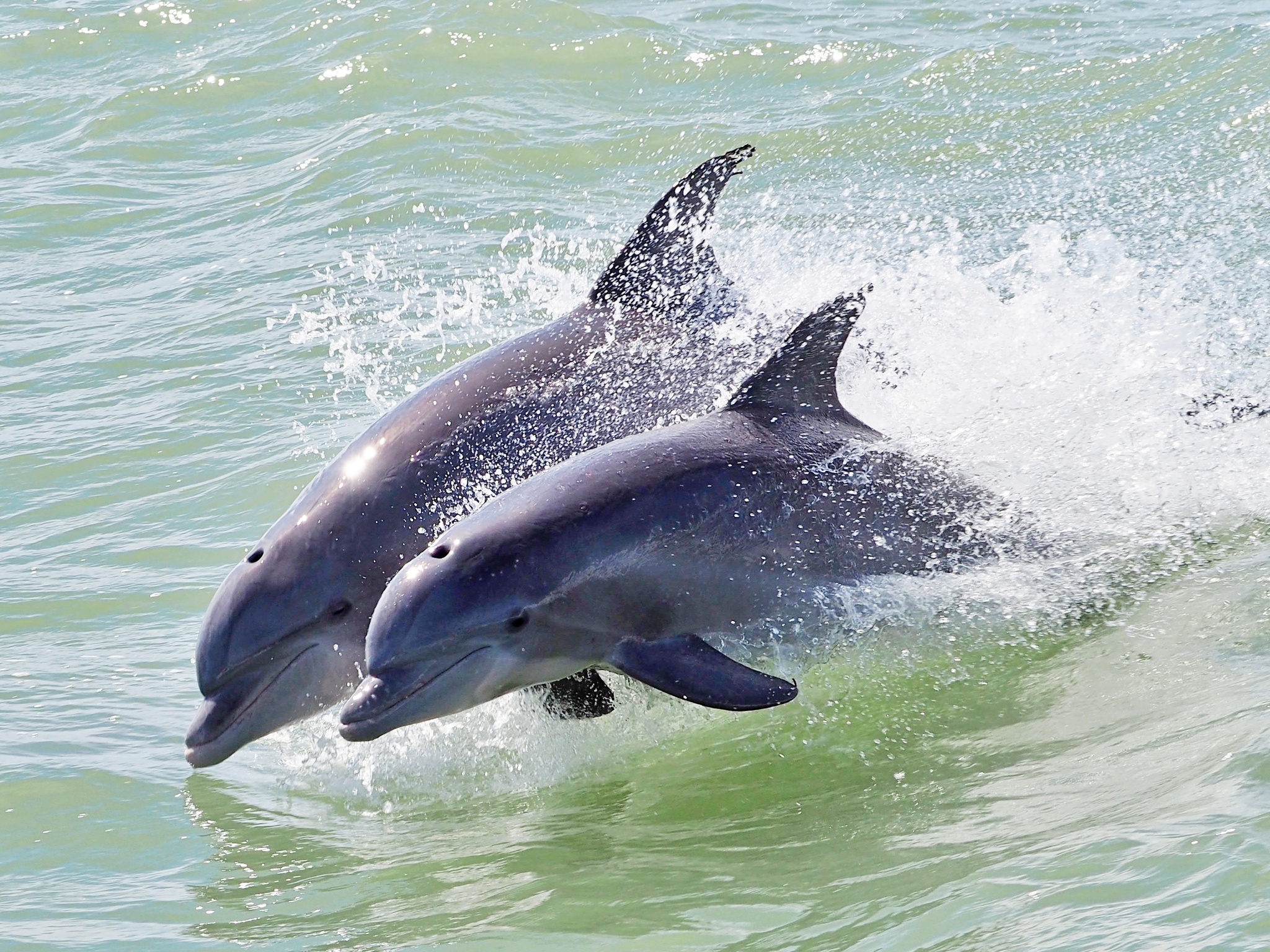 Bottlenose Dolphin Photography
