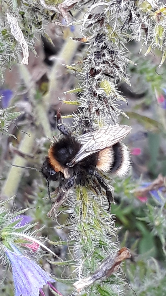 Buff-tailed Bumble Bee from 399 Riversleigh Rd, Malvern Hills 7673, New ...