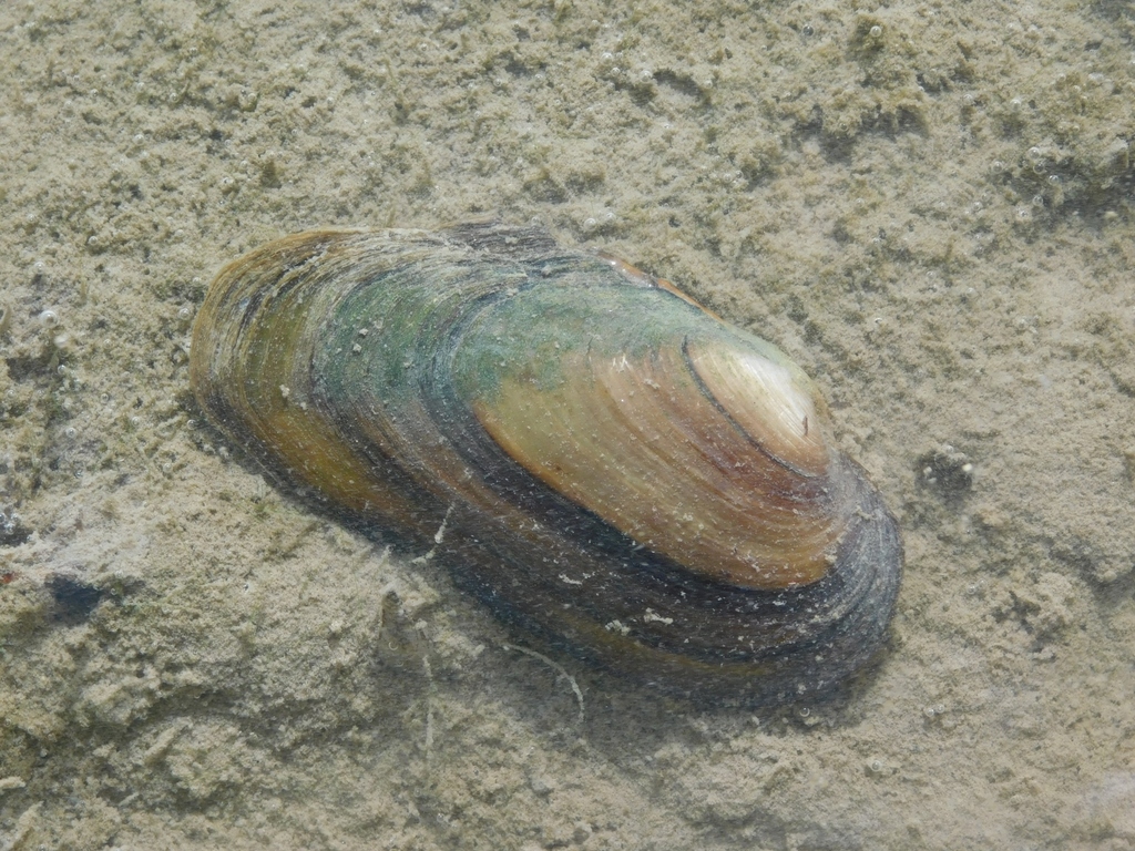 Unio mancus in October 2023 by Pasquale Buonpane · iNaturalist