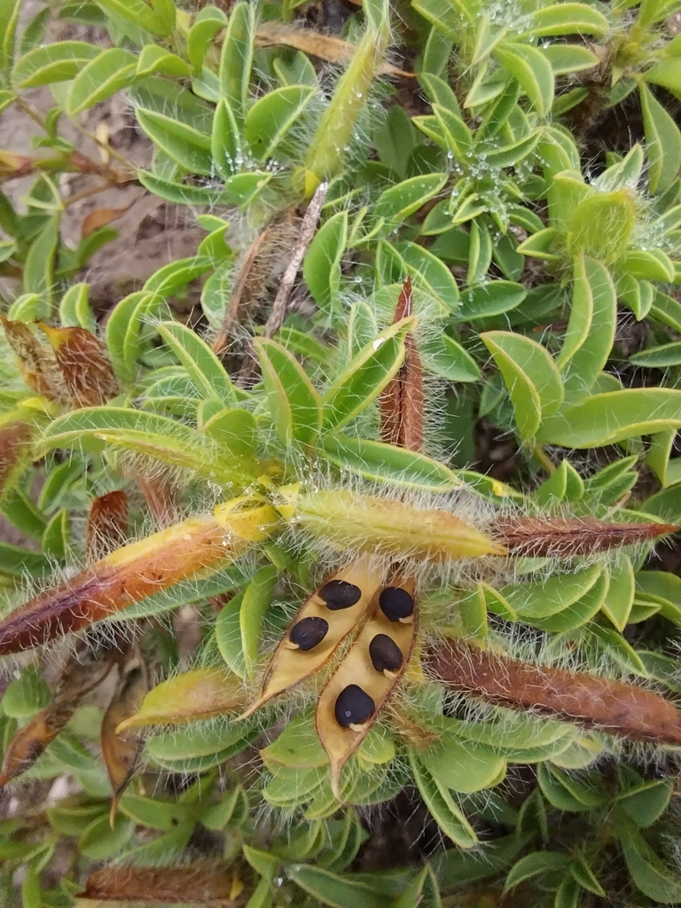 Addo SIlverpod in October 2023 by Sibahle Precious Gumede · iNaturalist