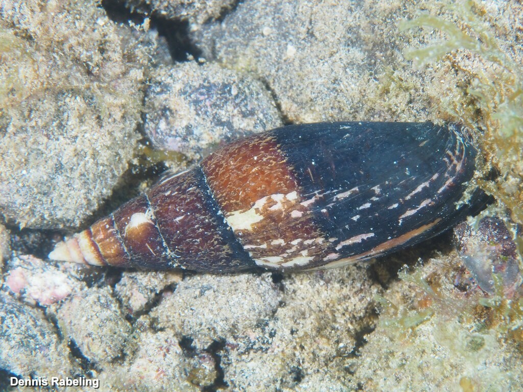 Episcomitra zonata from Las Palmas, ES-CN, ES on October 19, 2023 at 10:15 AM by Dennis Rabeling ...