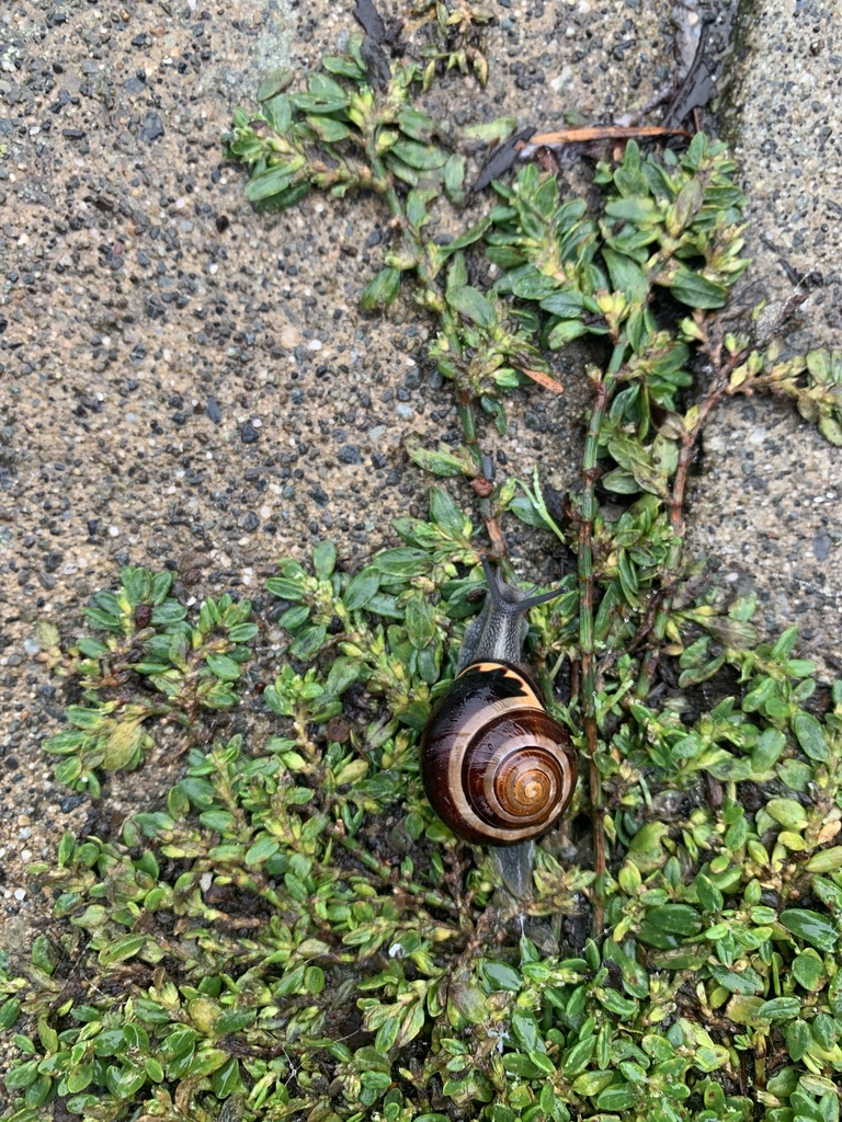Brown-lipped Snail from Haultain St, Victoria, BC, CA on October 19 ...