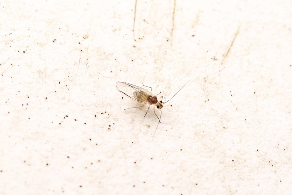 Stenopsocus from 韩天线, 宁波市, 浙江省, CN on October 20, 2023 at 11:59 PM by ...