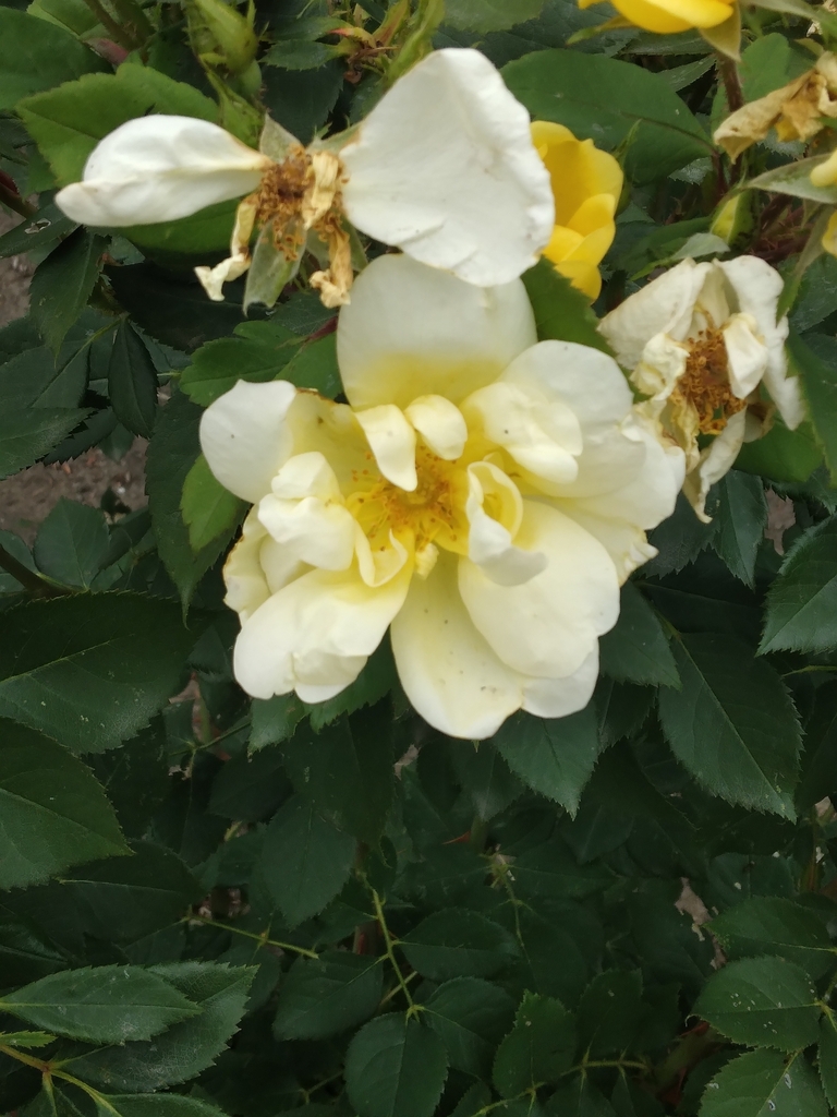 roses from Calgary, AB T3A 5M1, Canada on August 21, 2023 at 11:32 AM ...