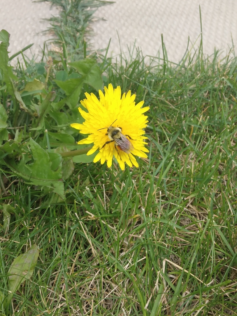 Hunt's Bumble Bee from Calgary, AB T3A 5M1, Canada on August 24, 2023 ...