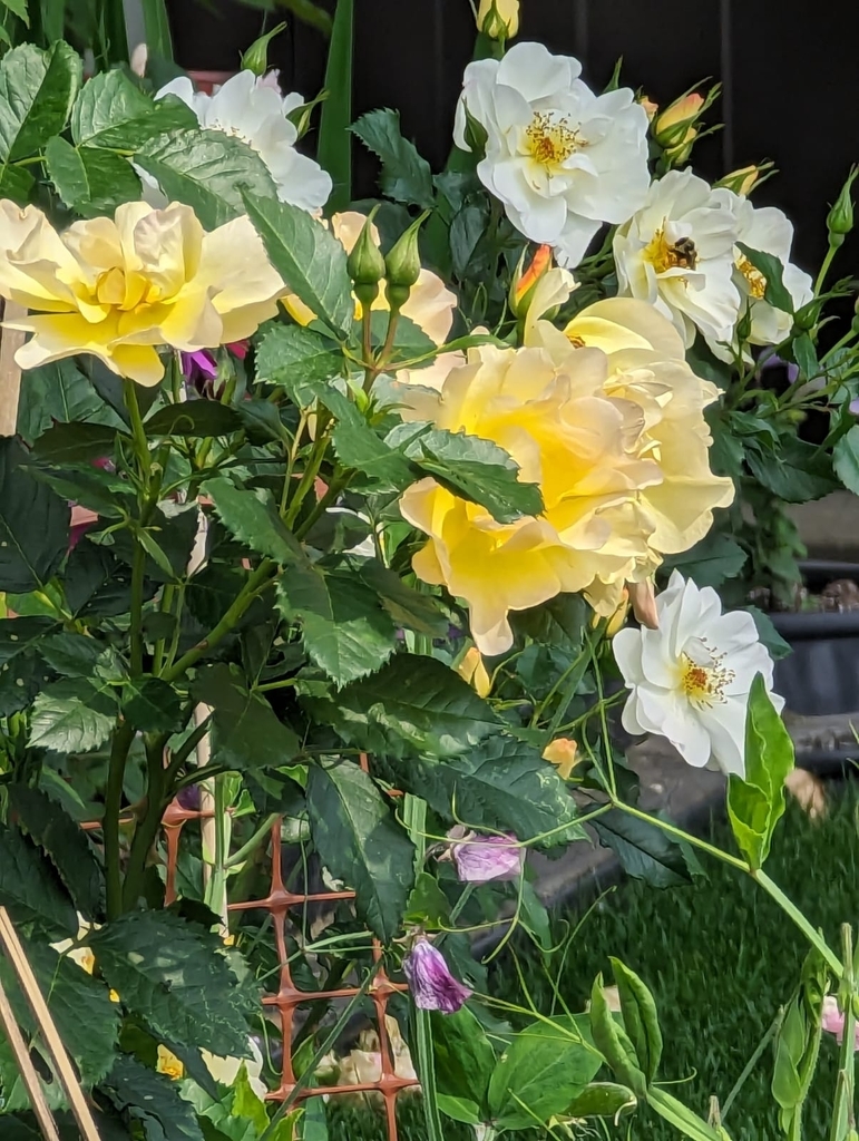 roses from Calgary, AB T3A 5M1, Canada by Yughista · iNaturalist