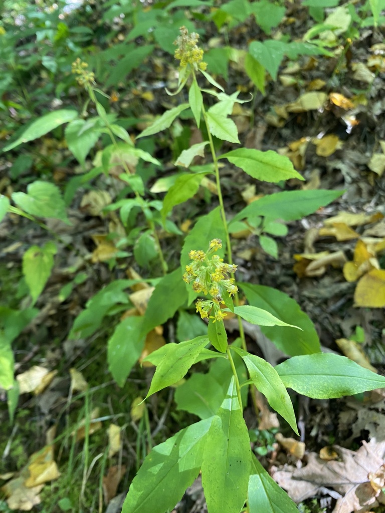 goldenrods from Towns County, GA, USA on October 4, 2023 at 12:06 PM by ...