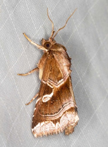 Callopistria ferruginea · iNaturalist United Kingdom