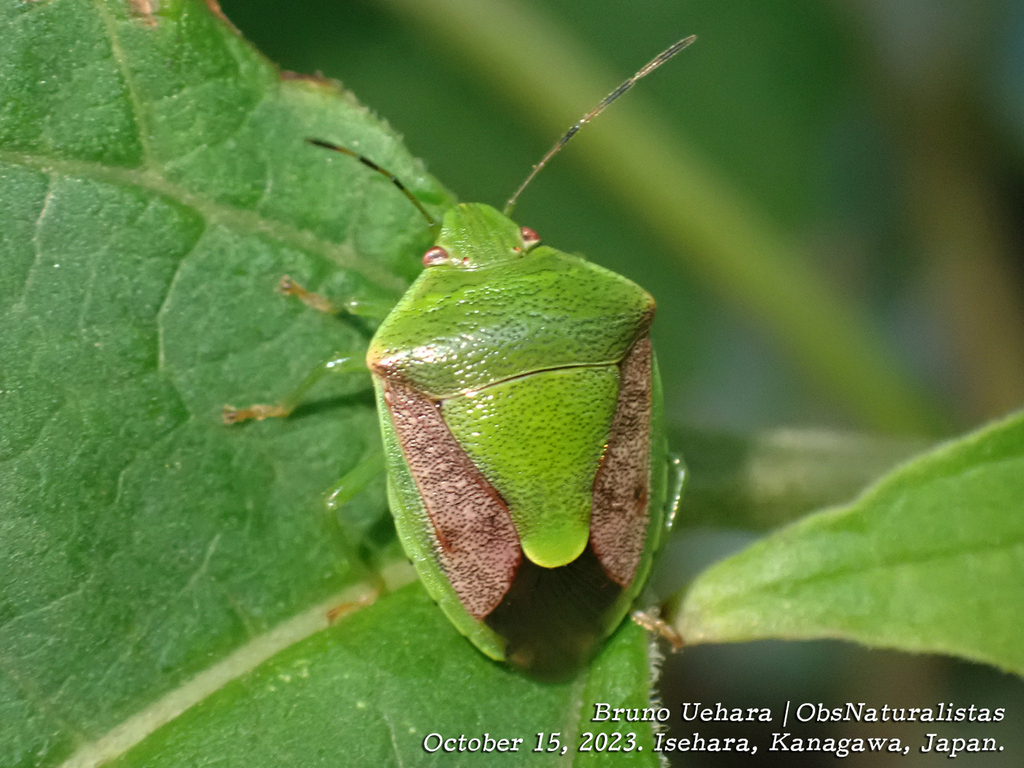 Oriental Stink Bug from Sannomiya, Isehara, Kanagawa 259-1103, Japão on ...