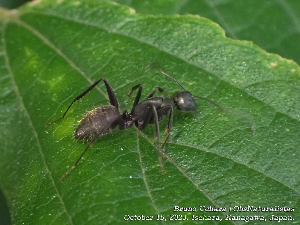 Japanese Carpenter Ant from Sannomiya, Isehara, Kanagawa 259-1103 ...