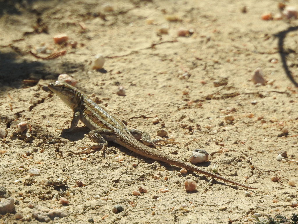 Common Side-blotched Lizard from Mojave, CA 93501, USA on October 16 ...