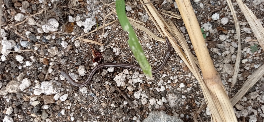Two-lined Blind Snake from Gros-Morne, Martinique on May 18, 2022 at 01 ...