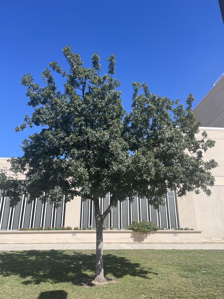 Lacey Oak in October 2023 by sammymp3 · iNaturalist