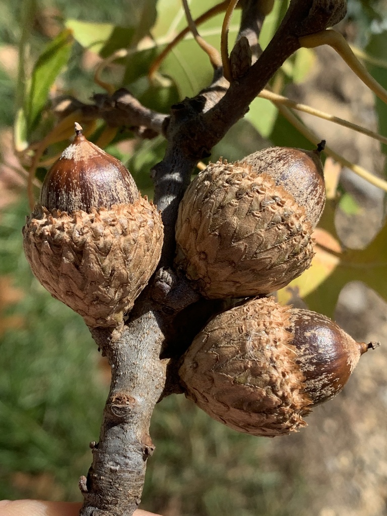 northern pin oak (Quercus ellipsoidalis) - Botanical Realm