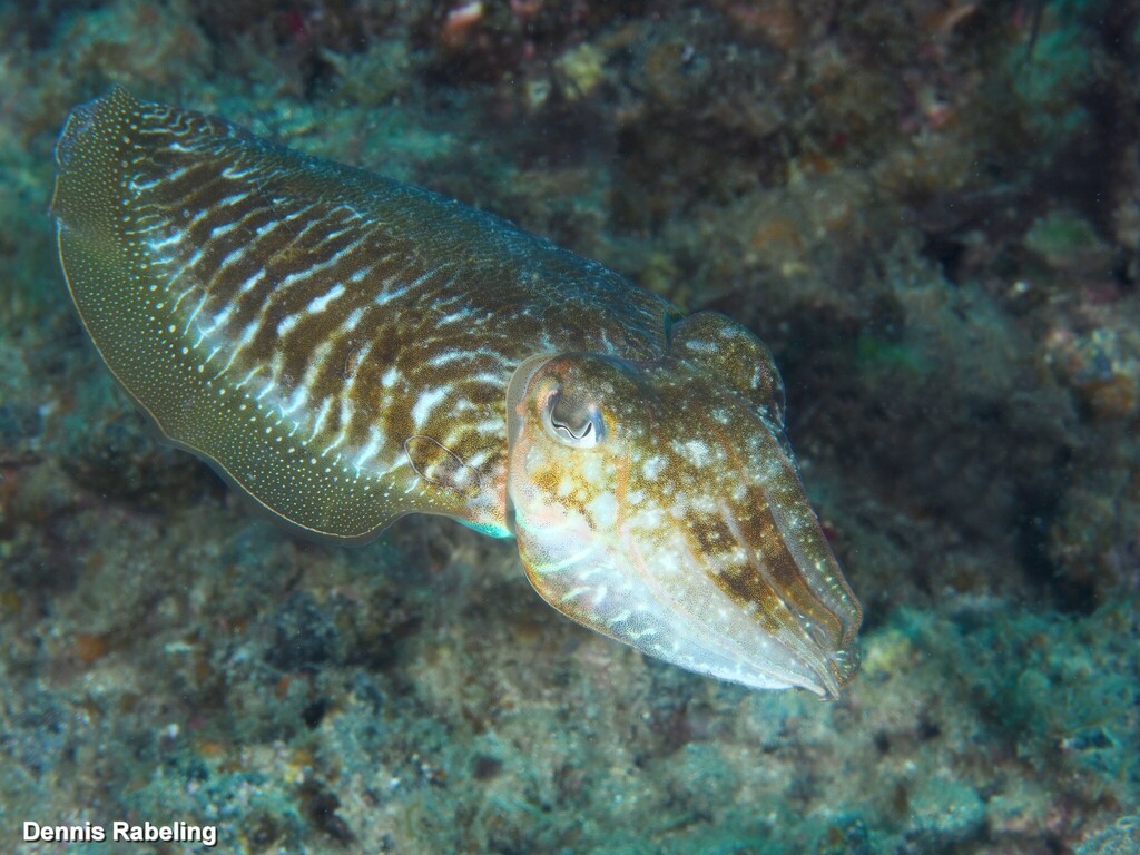 European Common Cuttlefish from Las Palmas, ES-CN, ES on October 20 ...
