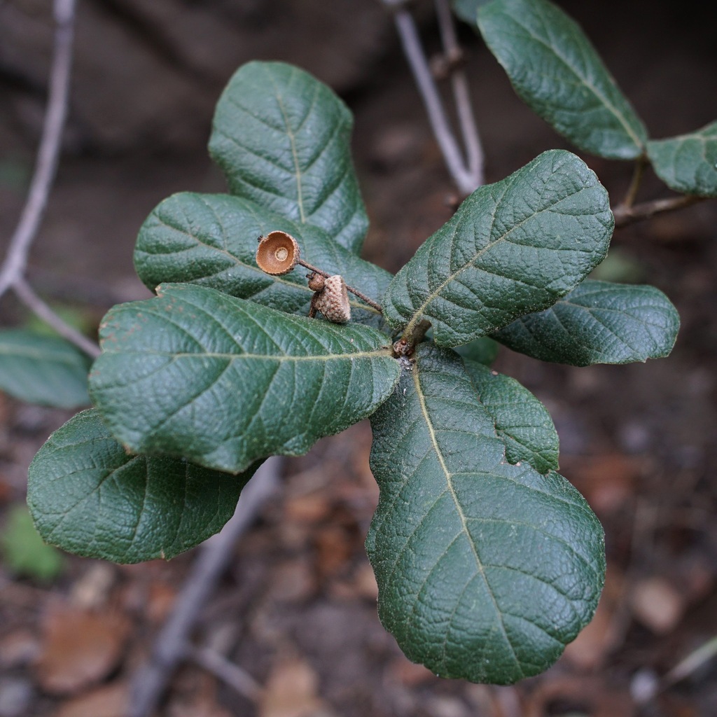 netleaf oak from Grant, New Mexico, United States on October 20, 2023 ...