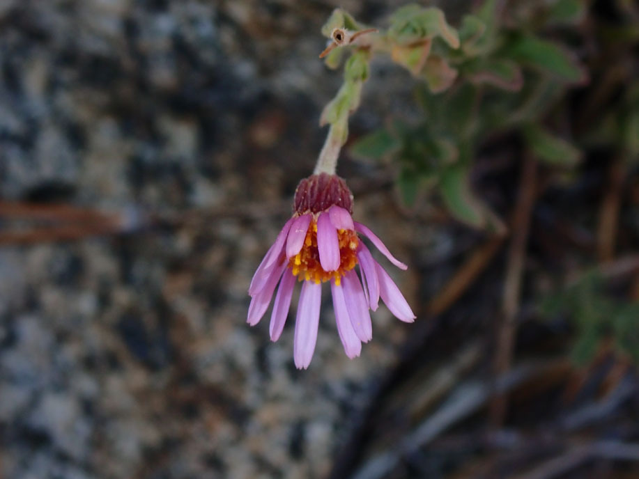 California Aster from Riverside County, CA, USA on September 29, 2023 ...