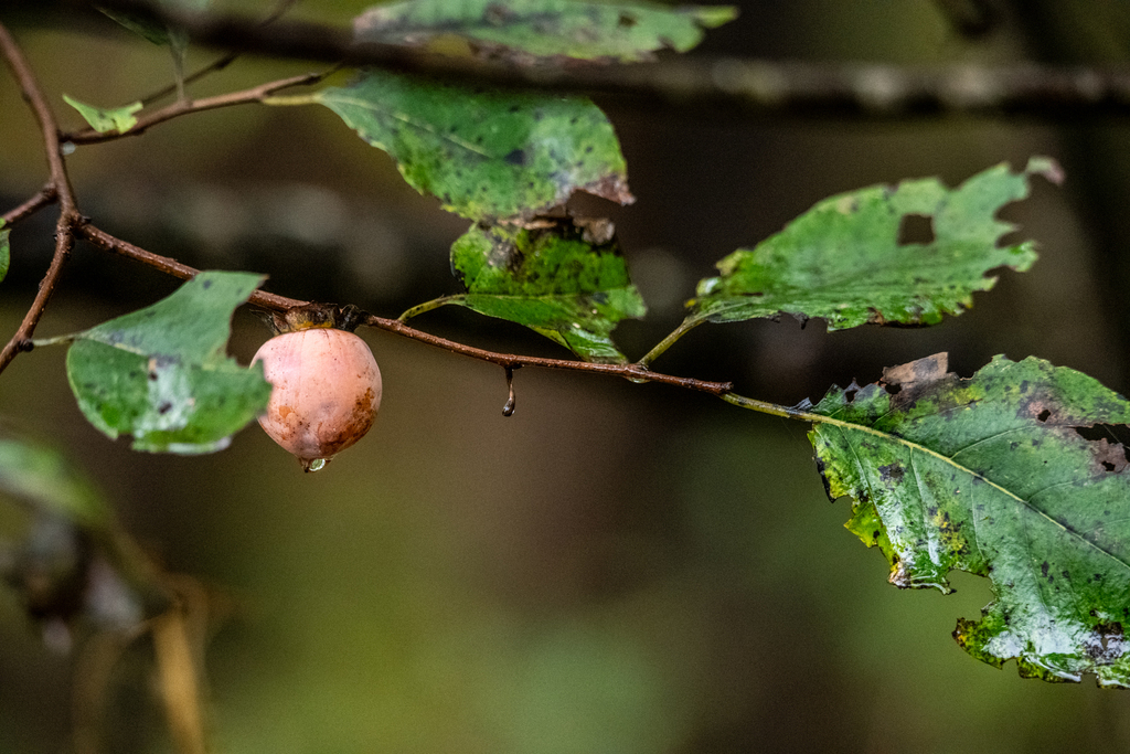 American persimmon from 840 Mauldin Rd, Greenville, SC 29607, USA on ...