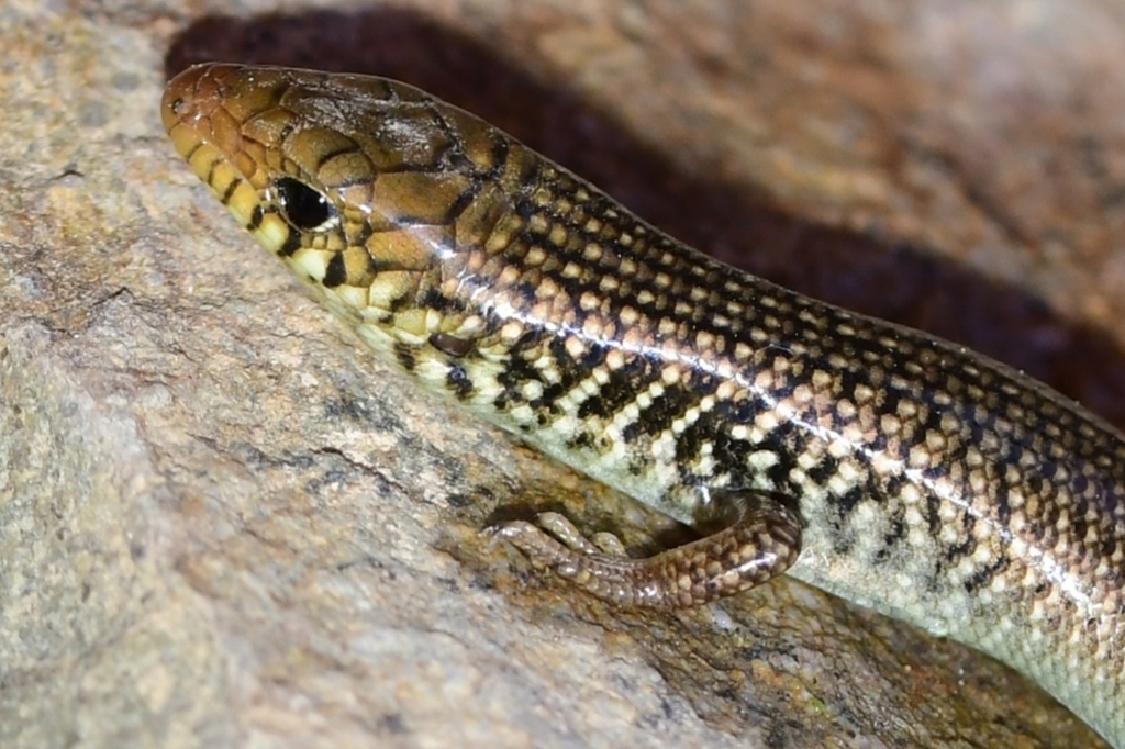 Many-scaled Cylindrical Skink from Province de Guelmim, Maroc on ...