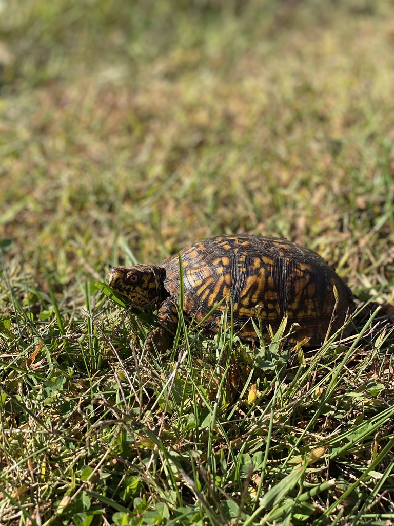 Common Box Turtle in October 2023 by Eileen Tan · iNaturalist
