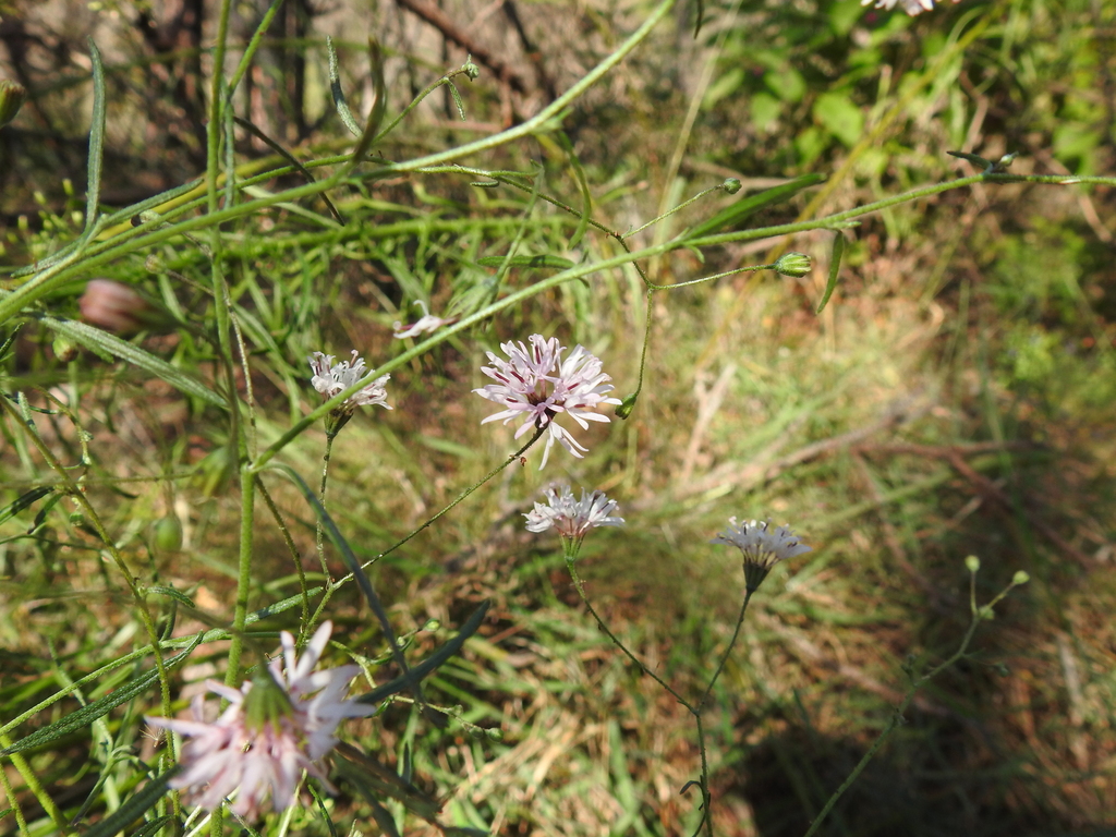 Small Palafox from Bastrop County, TX, USA on October 19, 2023 at 10:10 ...
