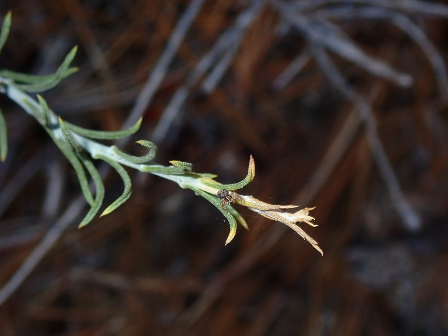 Valley Lessingia from Riverside County, CA, USA on September 29, 2023 ...
