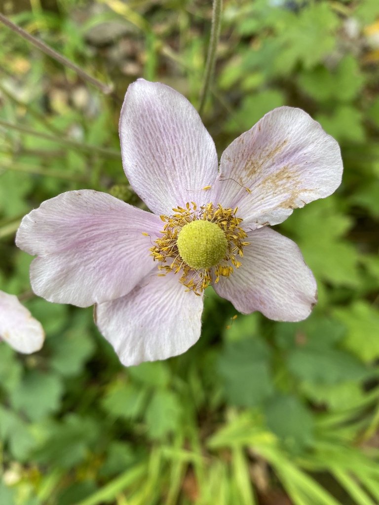 Fall-blooming anemones from Mono, ON, CA on October 18, 2023 at 03:54 ...