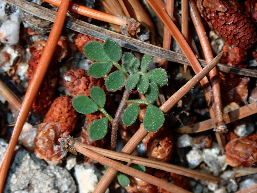 Acmispon decumbens decumbens from Mount San Jacinto State Park ...