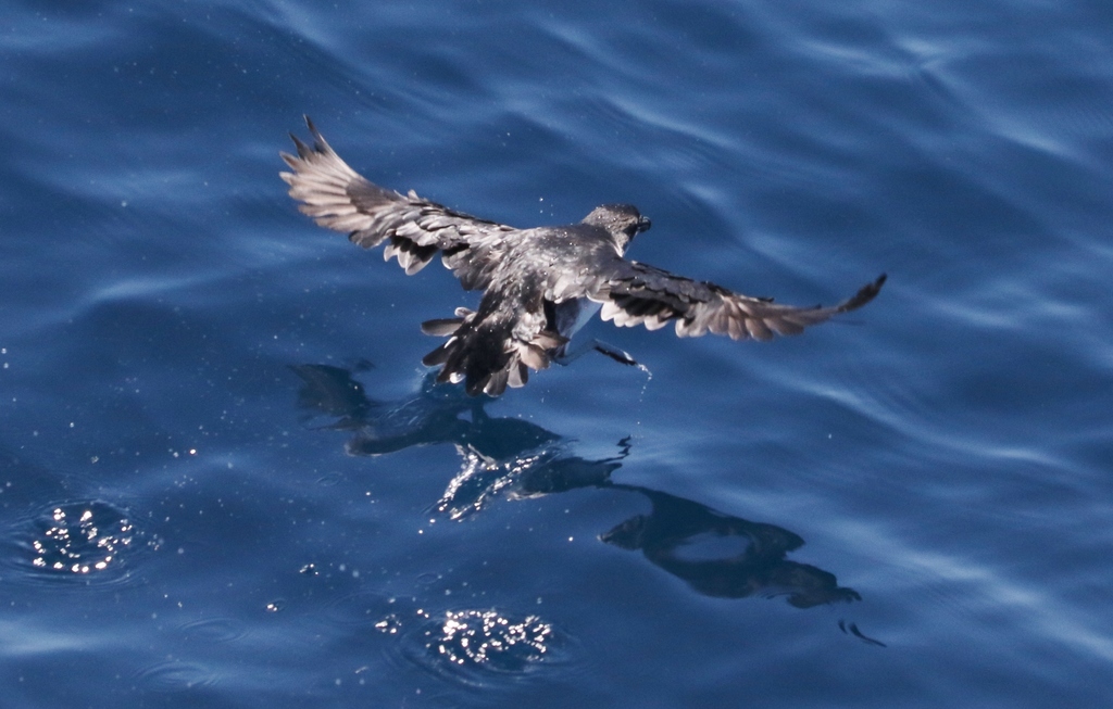 Common Diving Petrel (Pelecanoides urinatrix) - Avian Discovery