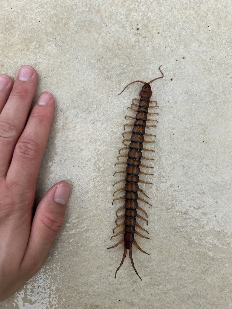 Pacific Giant Centipede from Moorea, French Polynesia, PF on October 20 ...