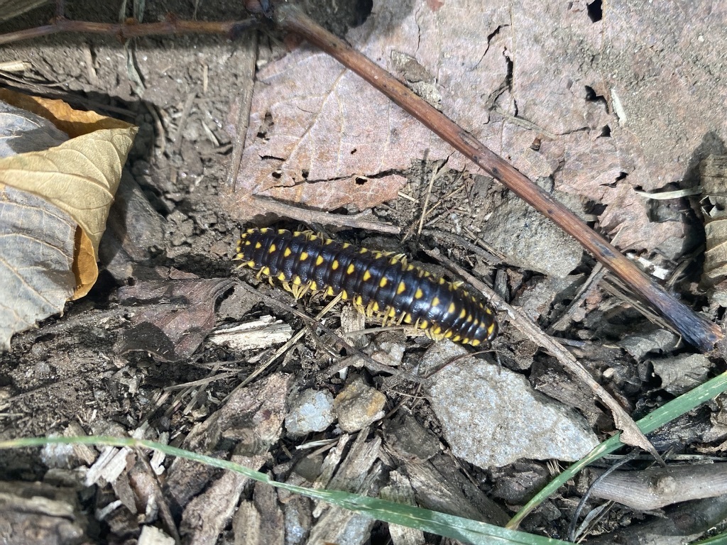 Apheloria montana from Towns County, GA, USA on October 5, 2023 at 12: ...