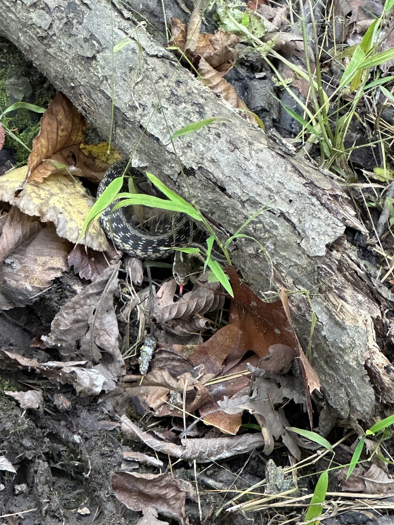 Common Garter Snake from Lake Bluff Rd, West Bloomfield, MI, US on ...
