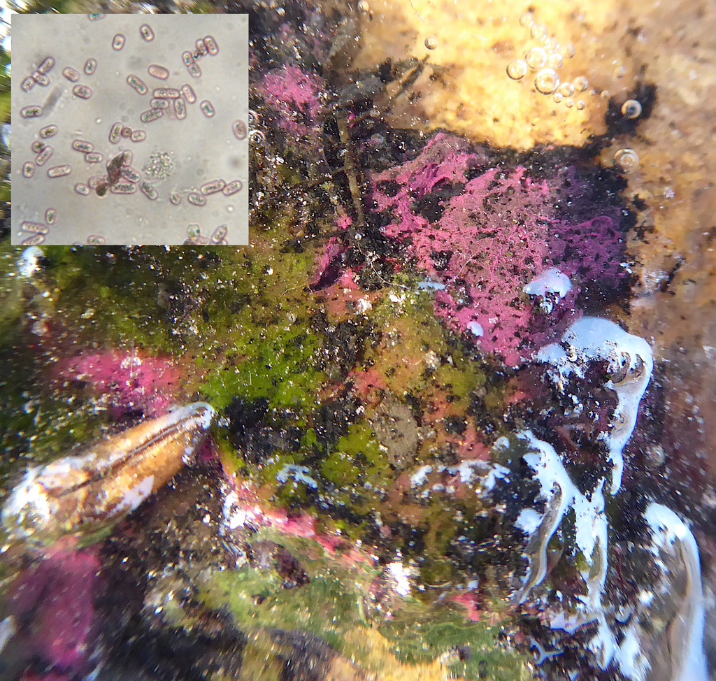 Chromatium from Westdene, Benoni, 1501, South Africa on August 27, 2023 ...