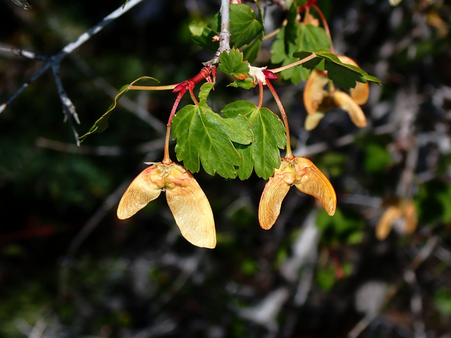 Rocky Mountain maple from Mount San Jacinto State Park, Riverside ...