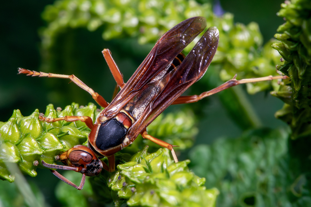 Dark Paper Wasp from Lewisville, TX, USA on October 18, 2023 at 03:50 ...