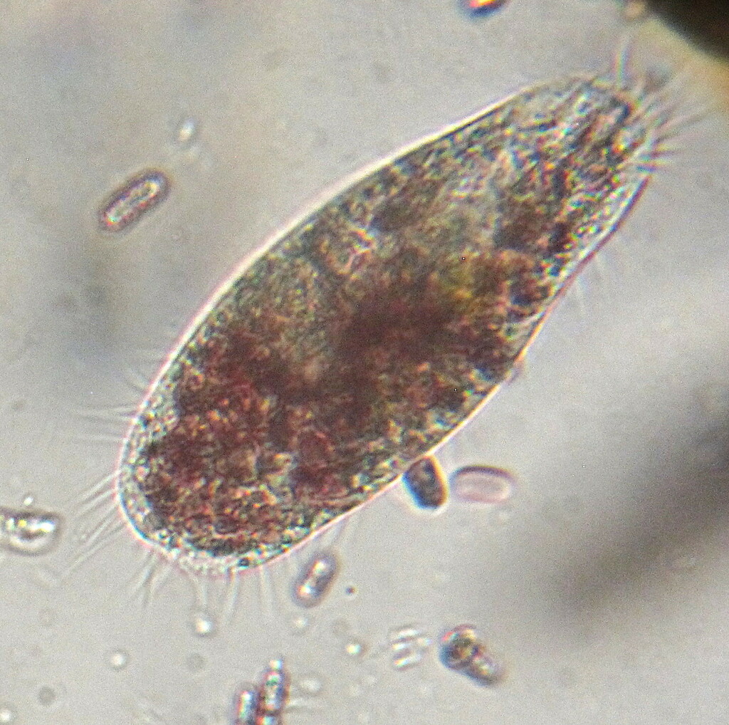 Stylonychia from Westdene, Benoni, 1501, South Africa on August 26 ...