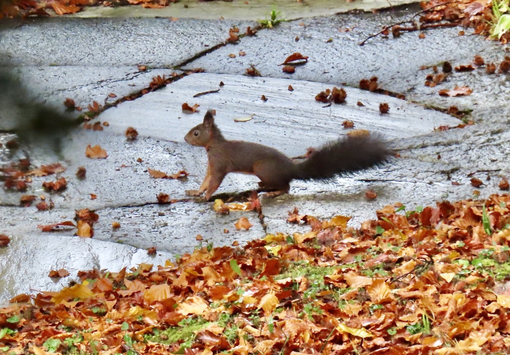 Eurasian Red Squirrel from Küsnacht, Schweiz on October 20, 2023 at 05: ...