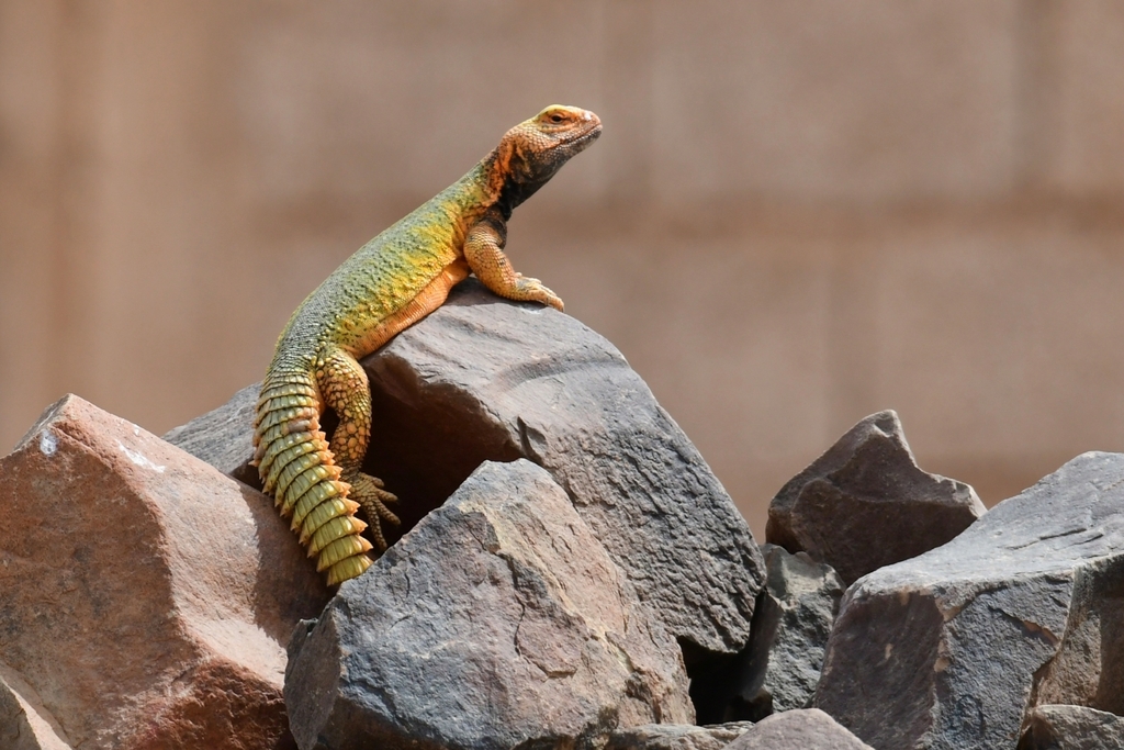 Moroccan Spiny-tailed Lizard from Fask, Maroc on October 5, 2023 at 01: ...