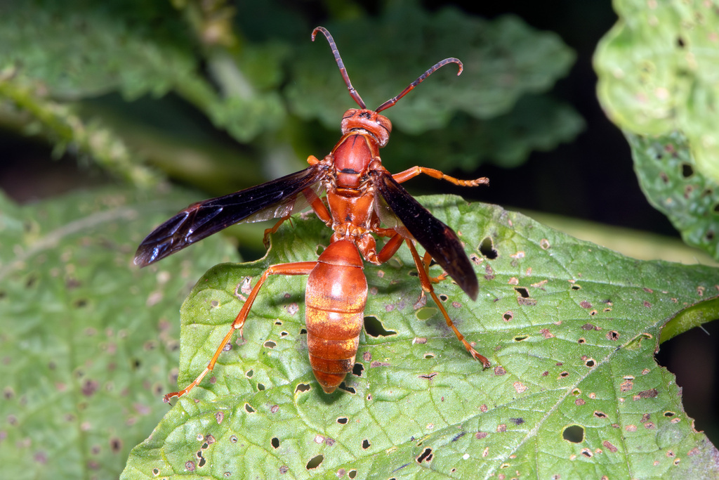Fine-backed Red Paper Wasp from Lewisville, TX, USA on October 18, 2023 ...
