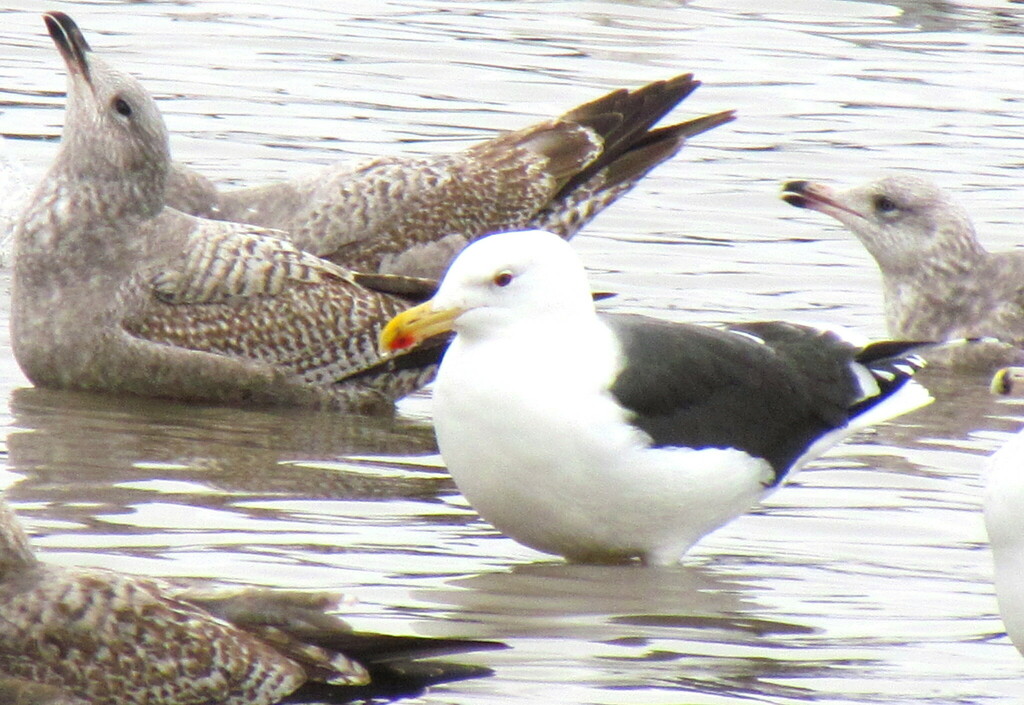 Great Black-backed Gull from Columbia Lake, Waterloo, ON, Canada on ...