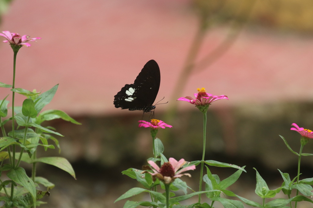 Common Raven Butterfly from East Division, Arunachal Pradesh, India on ...