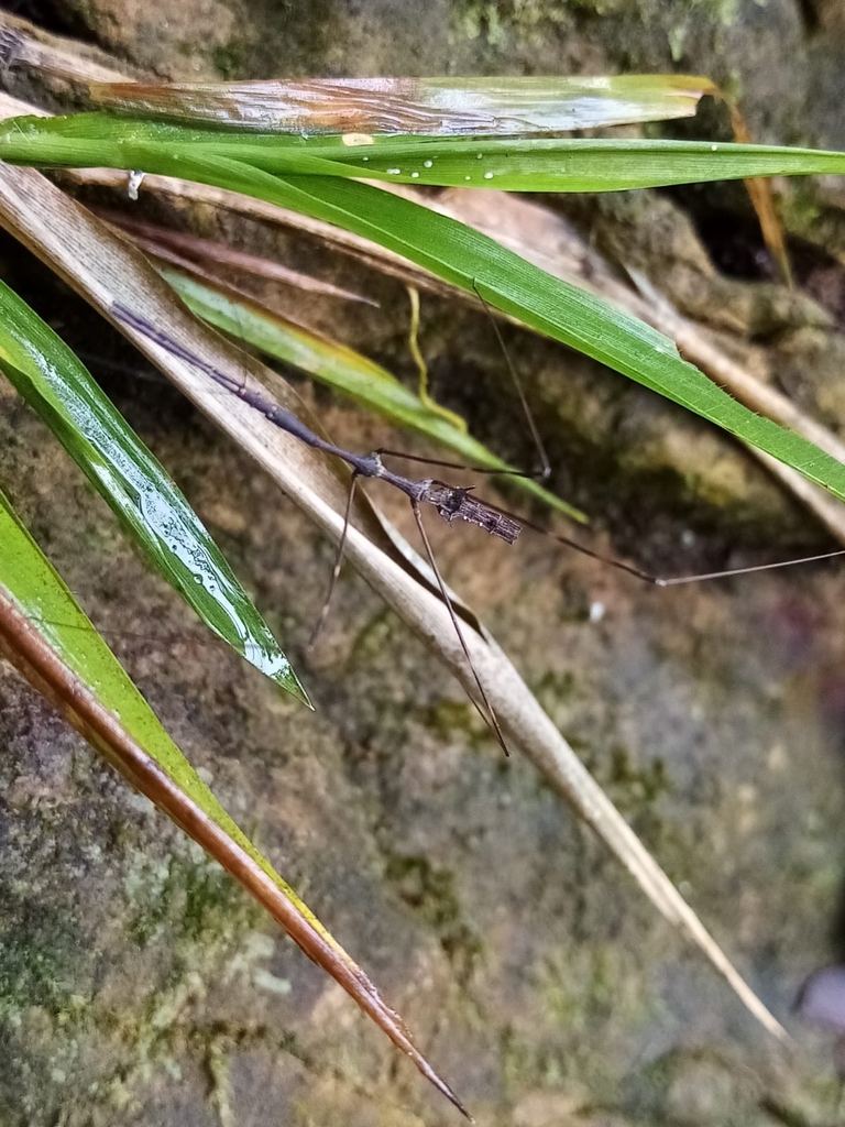 Winged and Once-winged Insects from Portugal, Lebrija, Santander ...