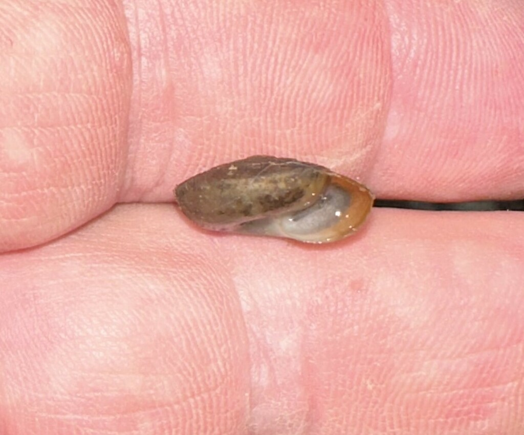 Common Land Snails and Slugs from Paint Rock Forest Research Center ...