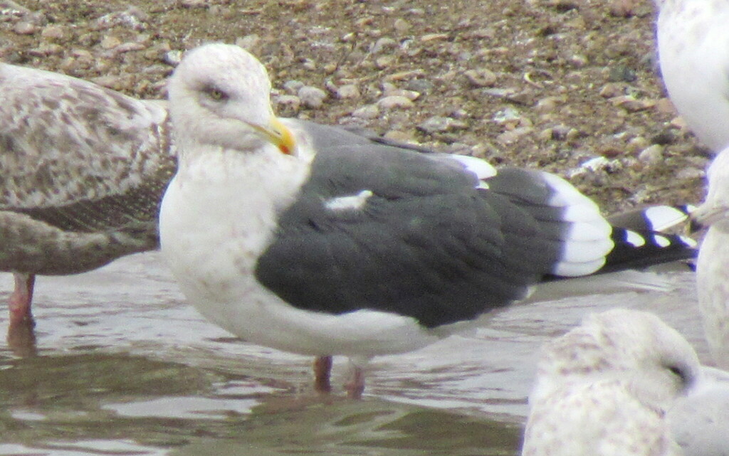 Slaty-backed Gull from Highland West, Kitchener, ON, Canada on December ...