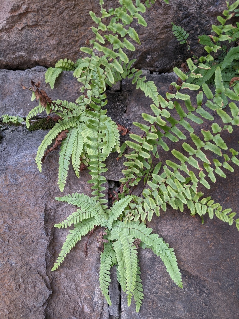ebony spleenwort (Flora of Burgess Falls State Park) · iNaturalist