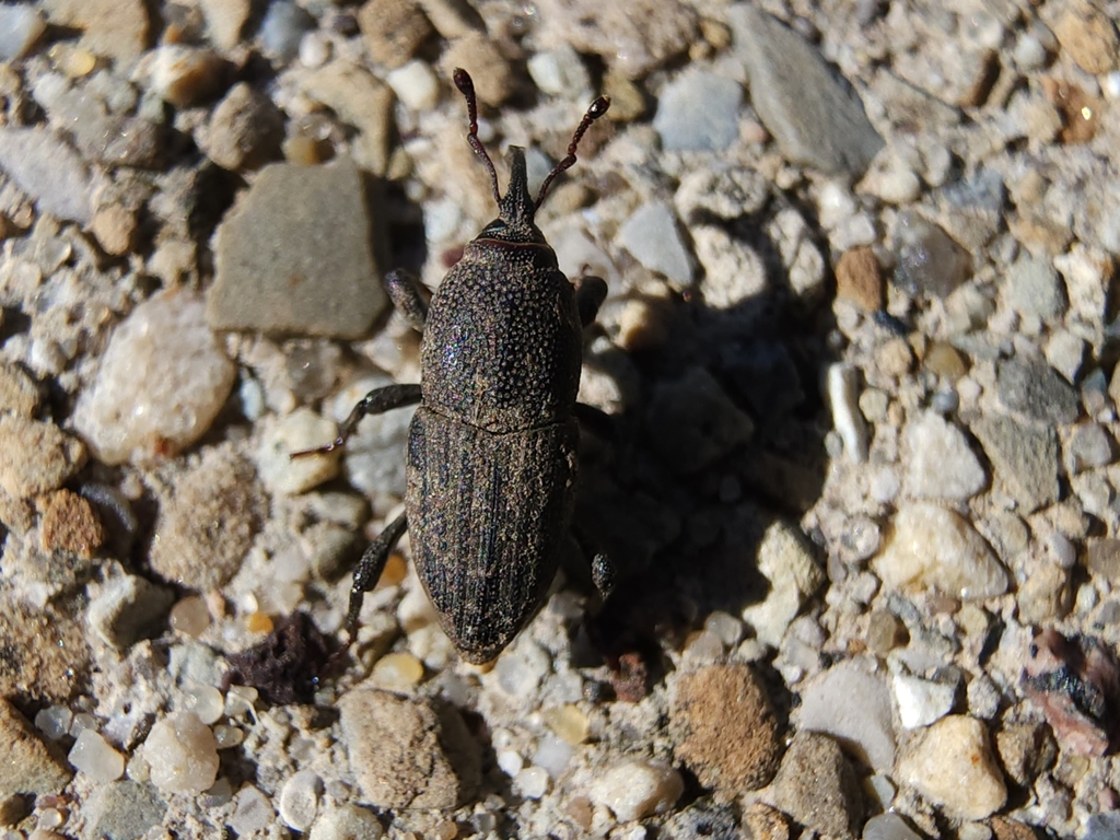 Bluegrass Billbug in October 2023 by Zoology123 · iNaturalist