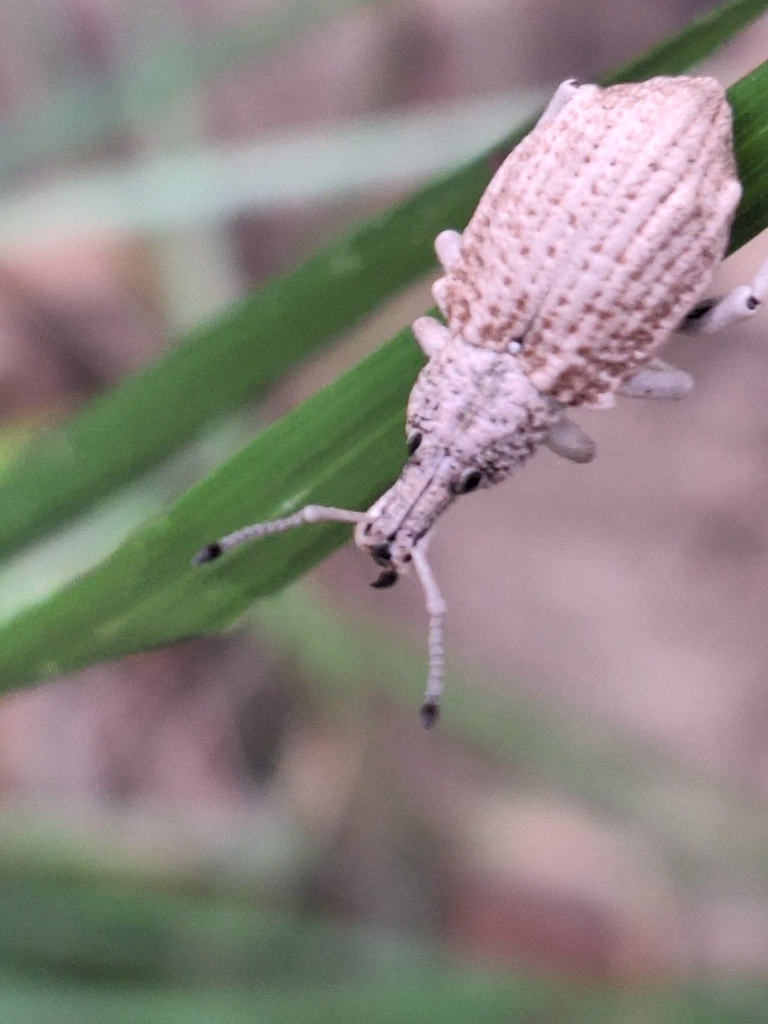 Fruit-tree Root Weevil from Catherine Way/McNicol Rd, Tecoma VIC 3160 ...